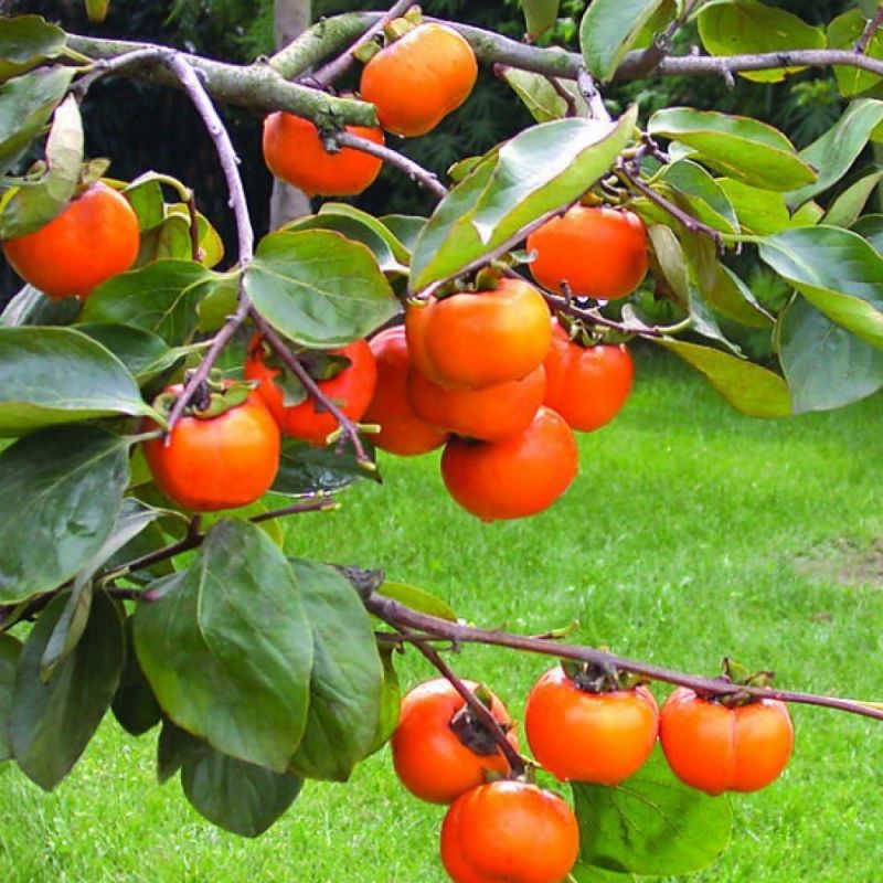 LARGE 1.6-1.8m Hardy Sharon Fruit Tree - Diospyros kaki Specimen - Grow ...