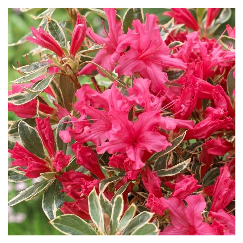 Azalea japonica Silver Sword - Dwarf Japanese Rhododendron