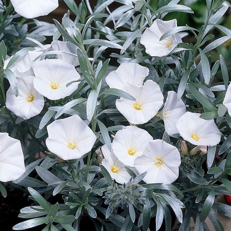 Convolvulus cneorum - Convolvulus - Silver Bush