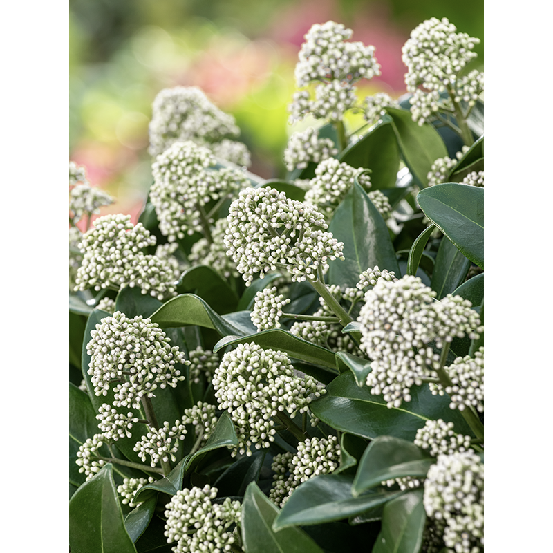 Skimmia White Maria