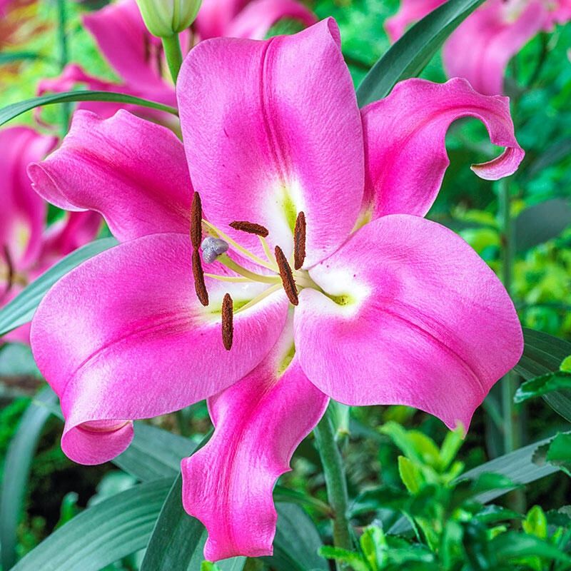 Giant Skyscraper Towering Tree like Oriental Lily - Lilium 'Robina ...