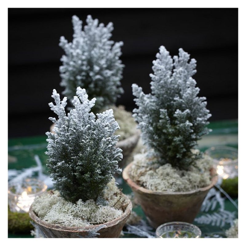 Mini Snow Covered Christmas Fir