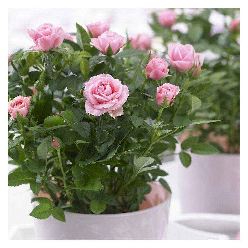 Pretty Pink Pot Rose in Bud & Bloom