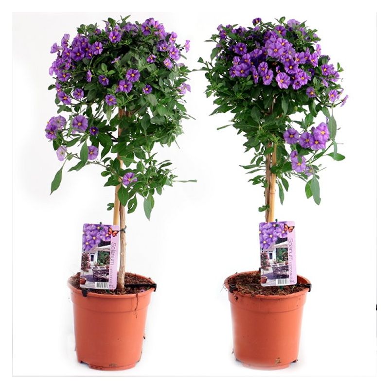 Pair of Beautiful Blue Flowering Patio Solanum rantonnetii Trees