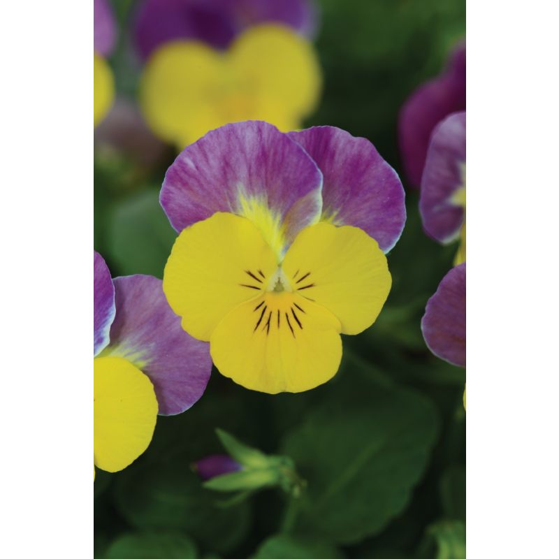 Viola Yellow with Pink Wing in Bud and Bloom