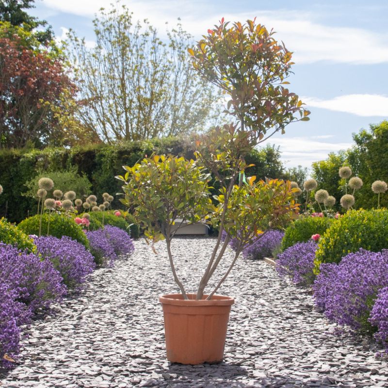 Photinia 'Red Robin' - Pom Pom Topiary Tree - Large Specimen - circa ...