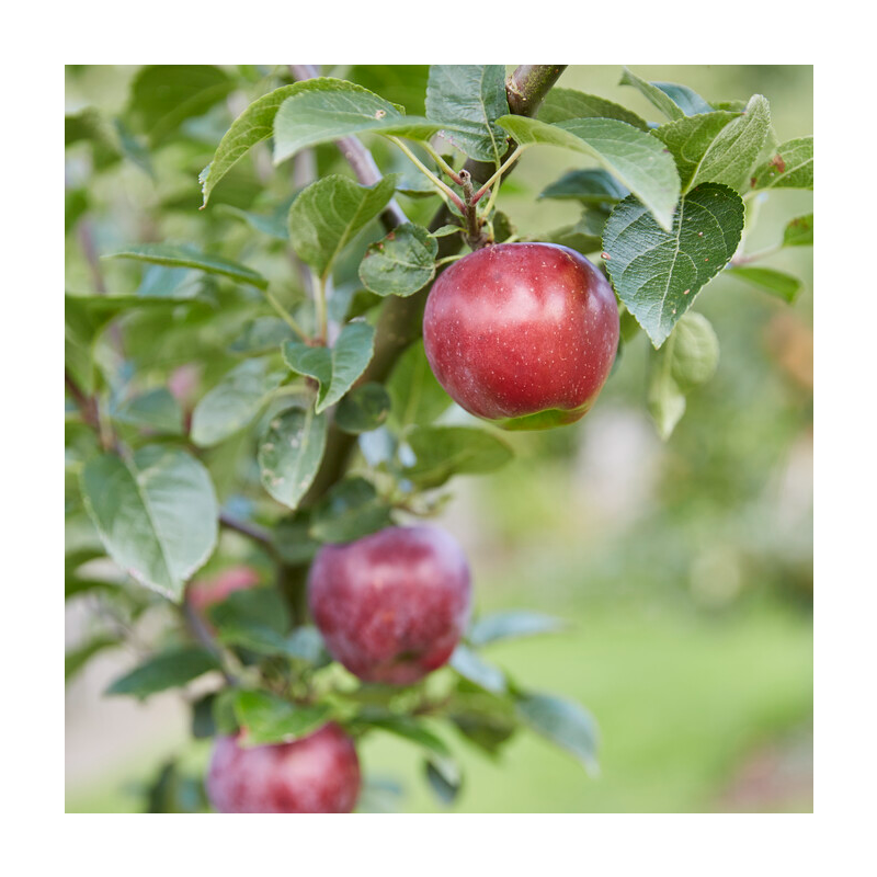 Apple Tree - Spartan Bush (MM106) - 150-170cm Tall