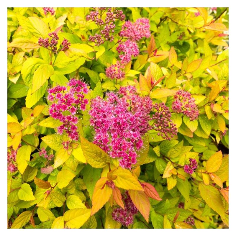Spirea Golden Princess - Gold Foliage Spiraea