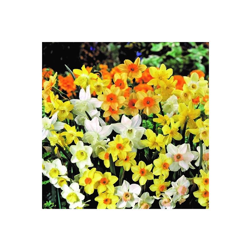 Narcissus Spring Fragrance - Pack of 25 Bulbs