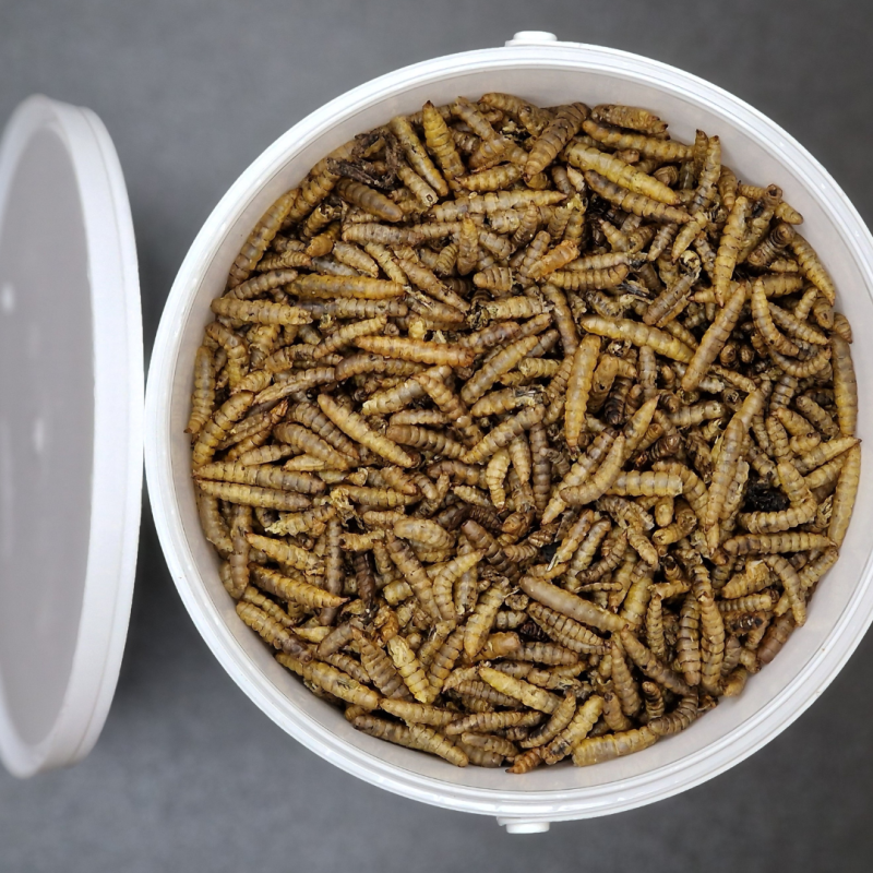 Crunchy Calci Worms - Calcium rich Insect feed for Wild Birds - 2.5 ...
