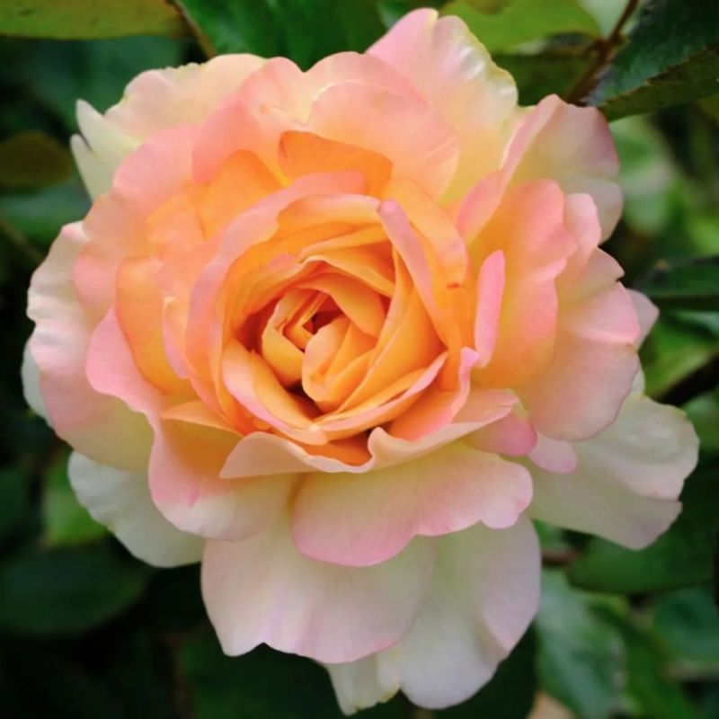 Rose 'Augusta Louise' - Shrub Rose