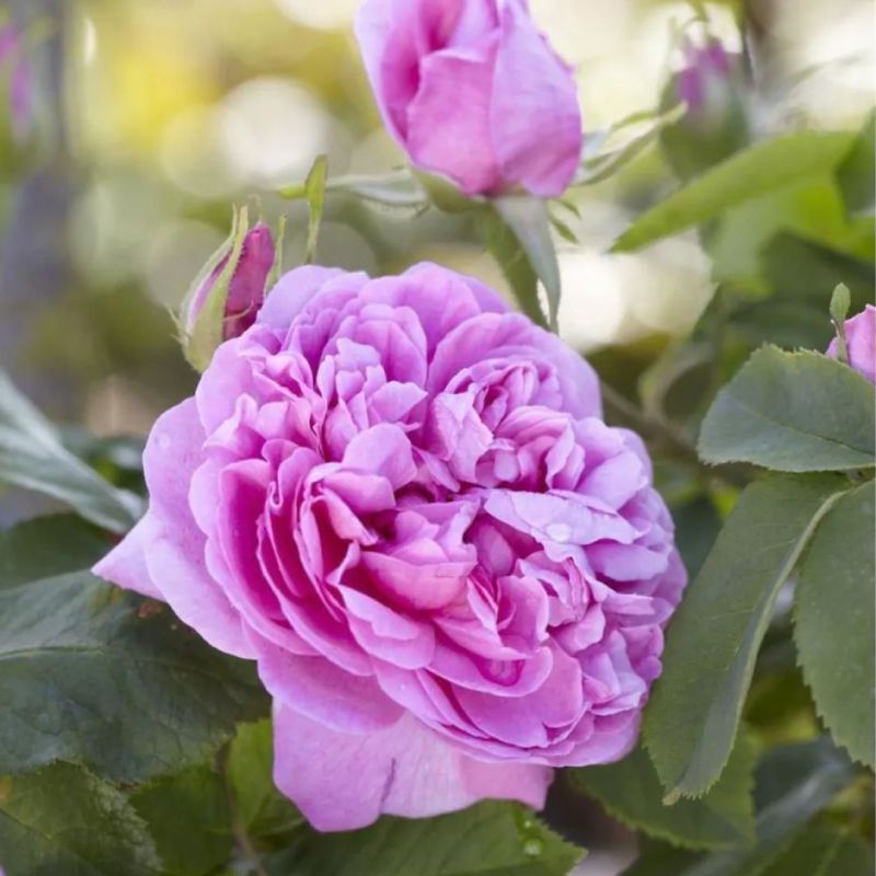 Rose Comte de Chambord