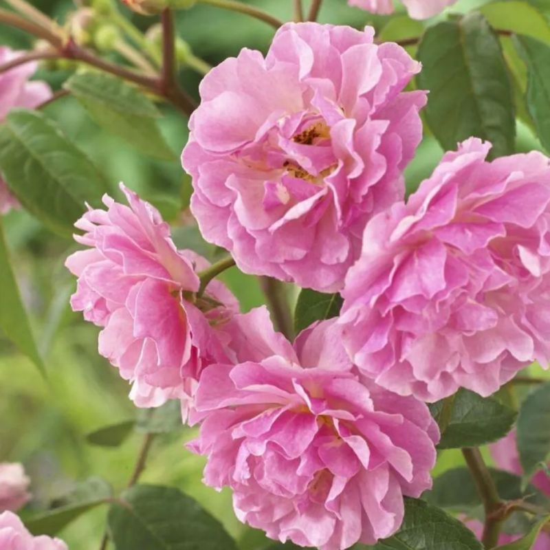 Rose 'Cornelia' - Hybrid Musk Rose