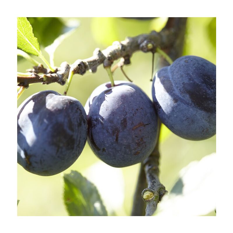 Stanley Plum Tree - 140-160cm