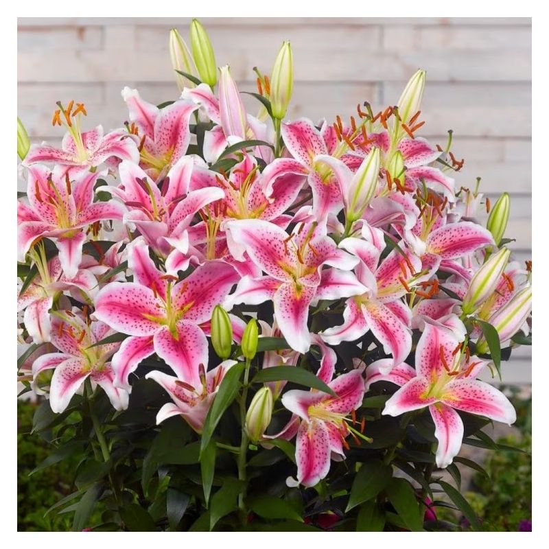 Stargazer Lily - Oriental Lily Pack of TEN Lilium Bulbs