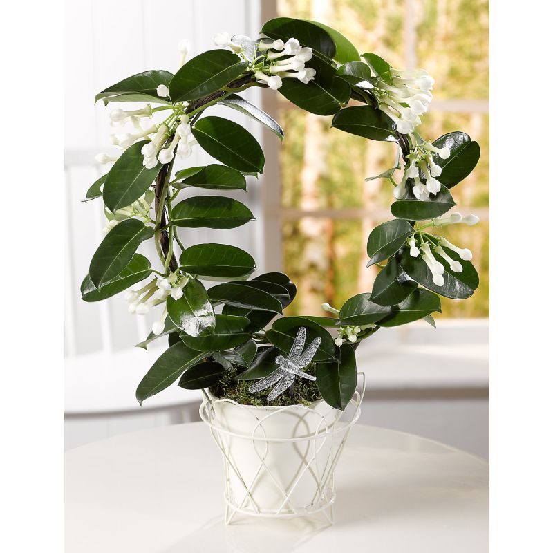 Madagascar Jasmine - Fragrant Stephanotis - MOTHER'S DAY