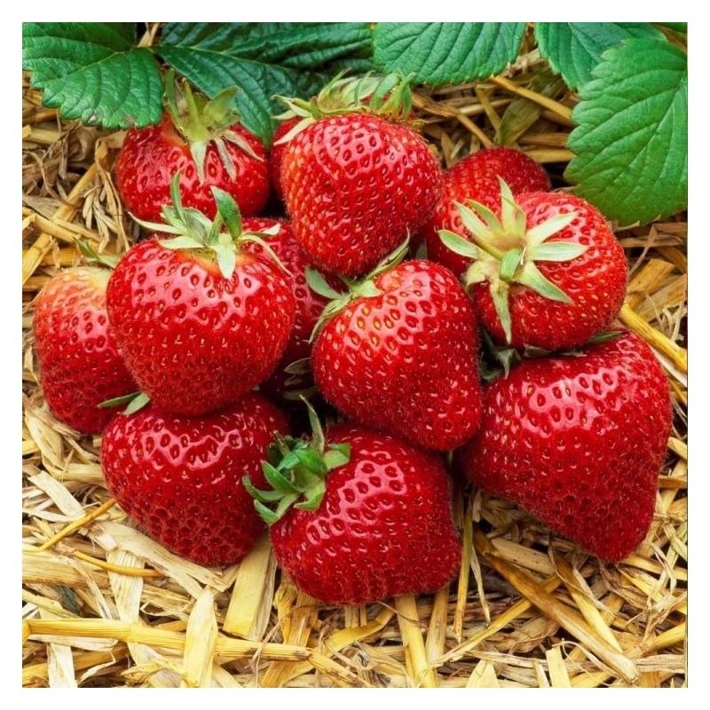 Strawberry Elsanta - Plant for masses of delicious Strawberries