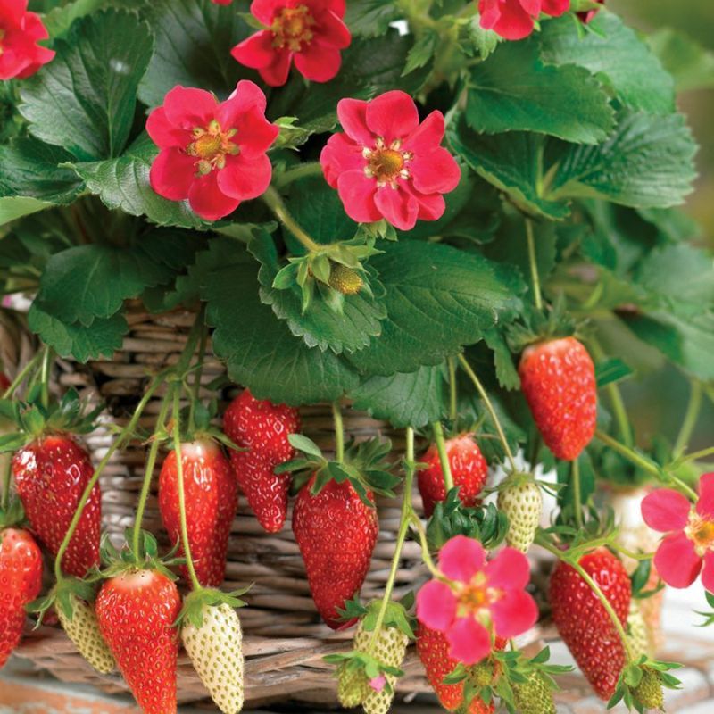 Strawberry 'Ruby Ann'
