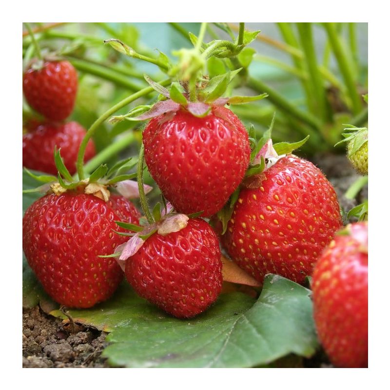 Strawberry Florence - Pack of SIX