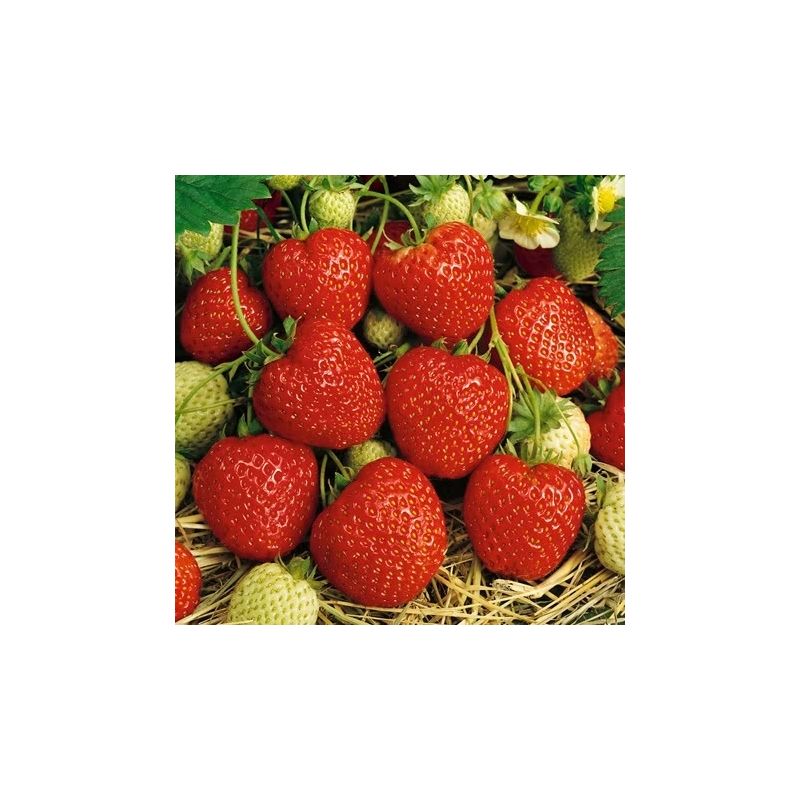 Strawberry 'Red Gauntlet' - Grow Your Own Strawberries