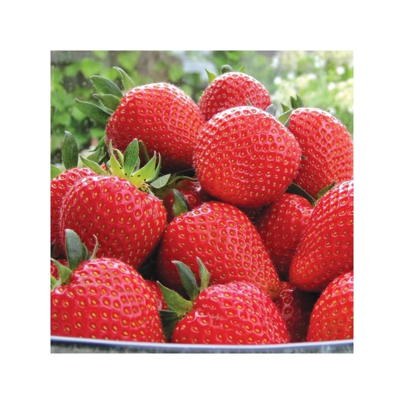 Strawberry 'Sweetheart' - Grow Your Own Strawberries