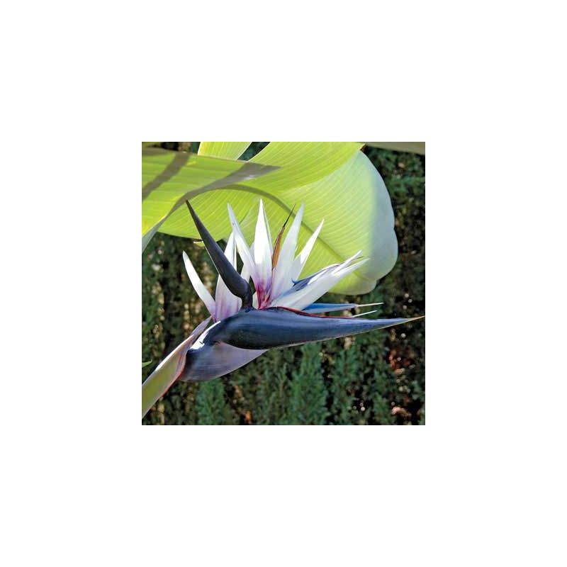RARE - Strelitzia nicolai - Young White Bird of Paradise Plant 220-250cm