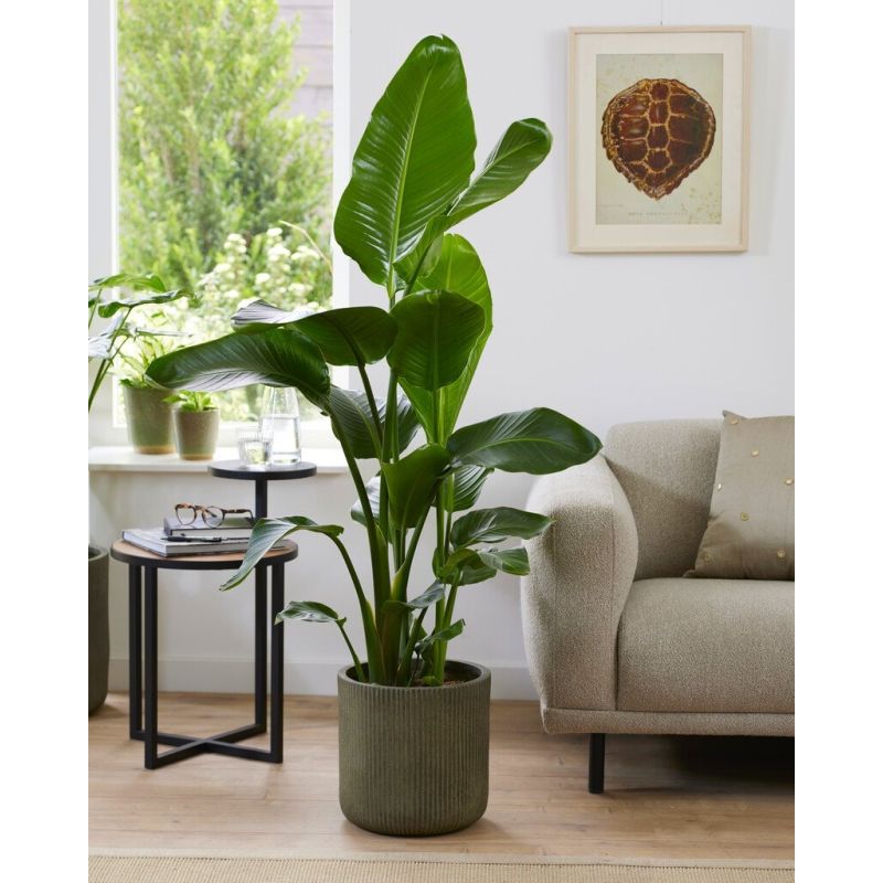 RARE - Strelitzia nicolai - LARGE White Bird of Paradise Plant 100-140cm