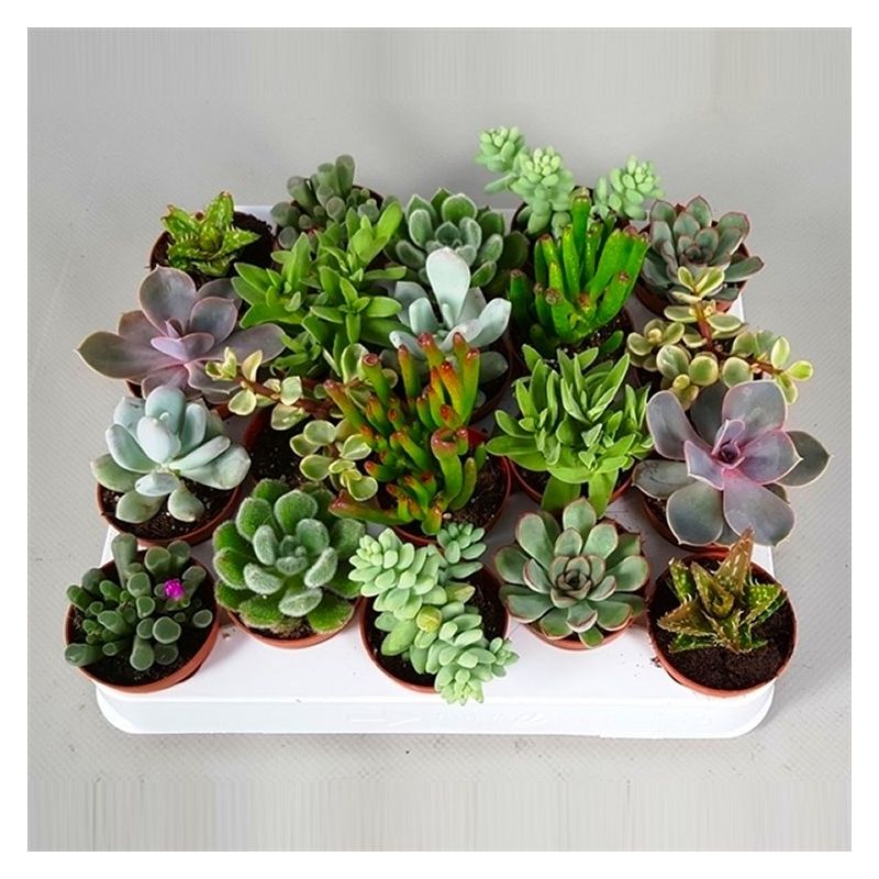 Succulent Plant Collection - FIVE Contemporary Trendy Plants