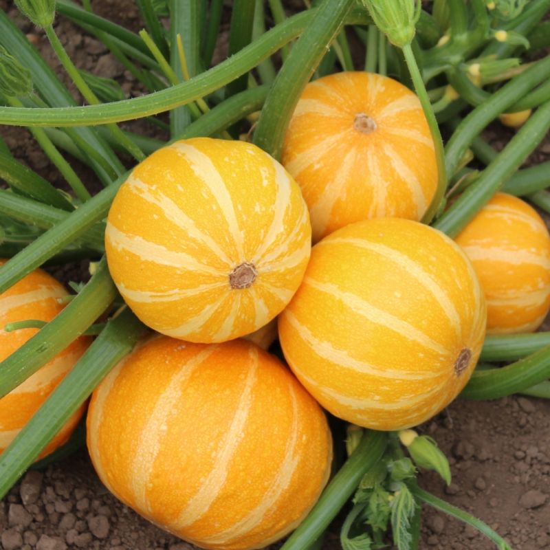 Courgette Summer Squash Round Yellow