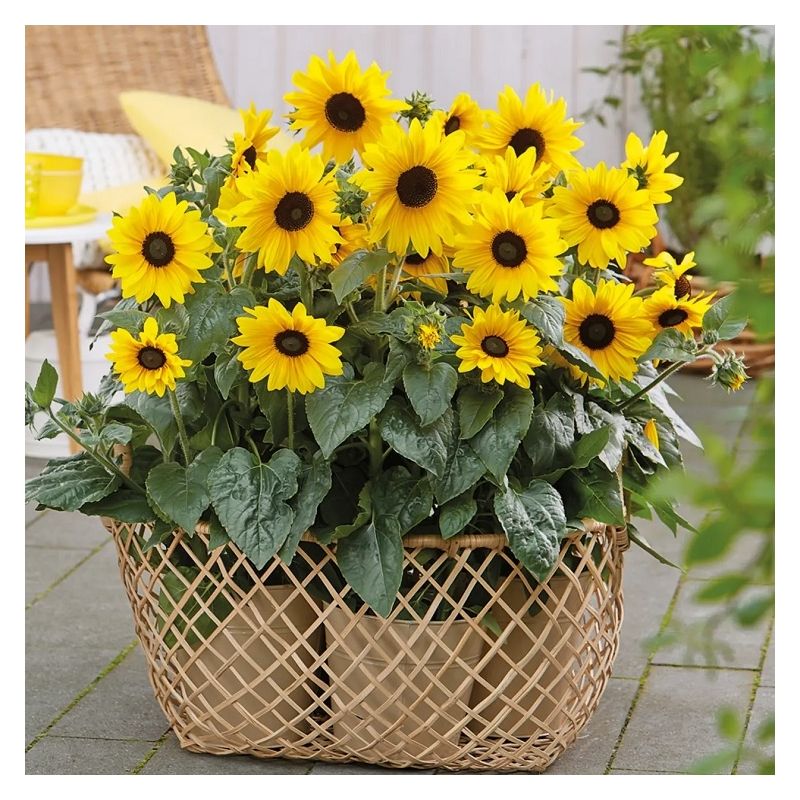 Sunflower Sunfinity - Helianthus