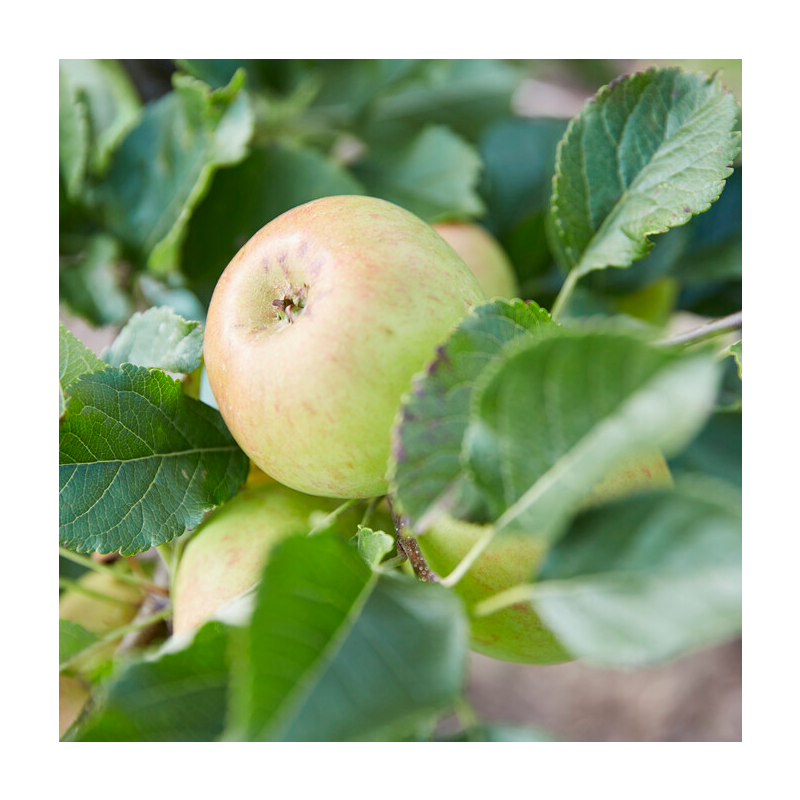 Apple Tree - Sunset Bush (M26) - 150-170cm Tall