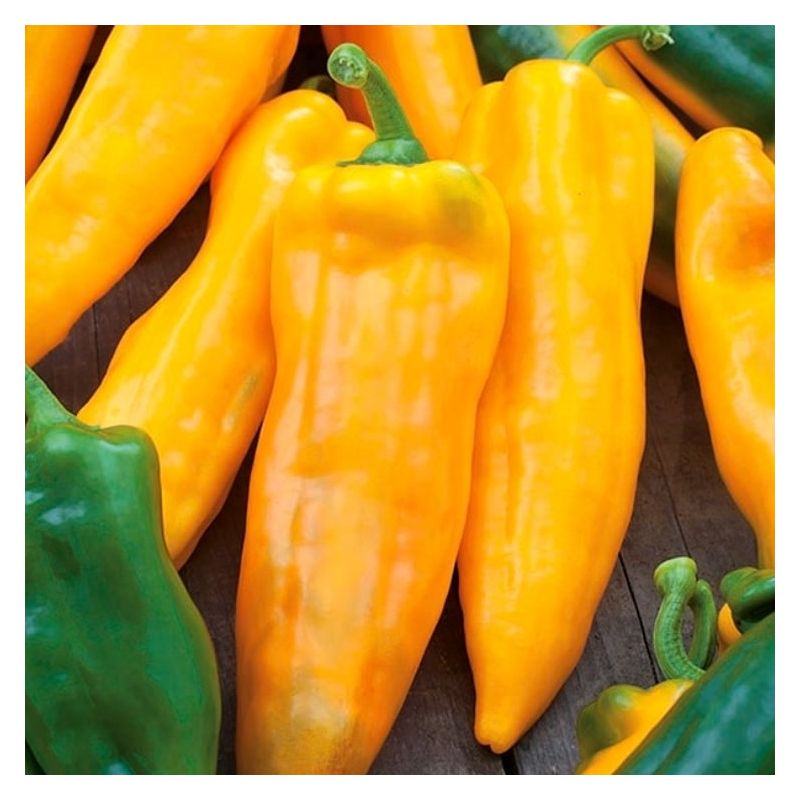 Sweet Pepper - Astor