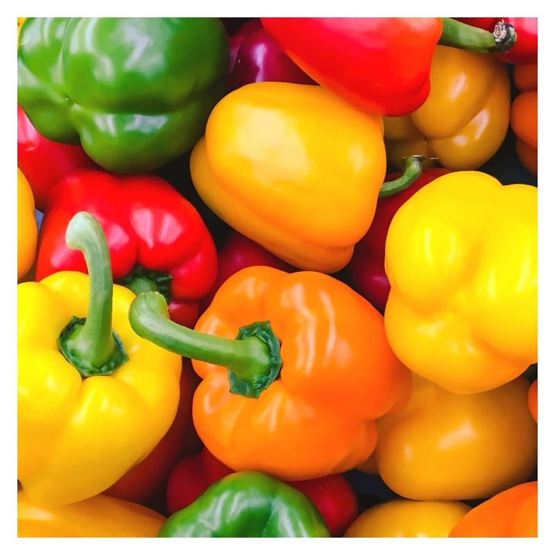Sweet Pepper Rainbow Collection - Pack of Six Plants