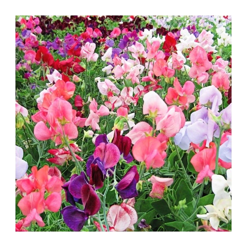 Sweet Pea - Seed Starter Kit - Giant Wave Mixture