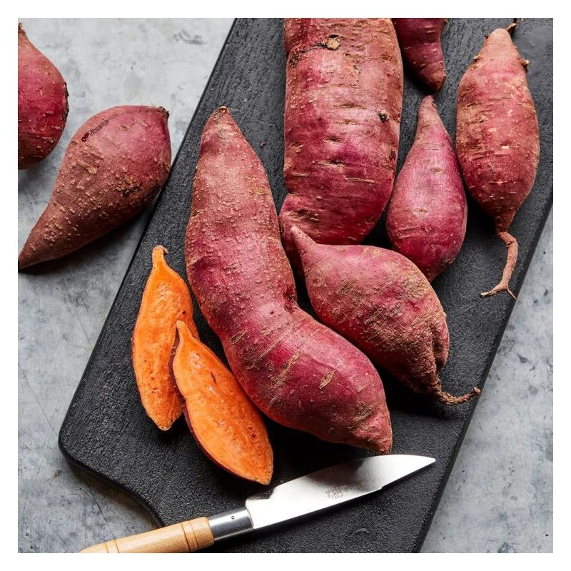 Sweet Potato Beauregard Improved - Ipomea batatas - Sweet Potato