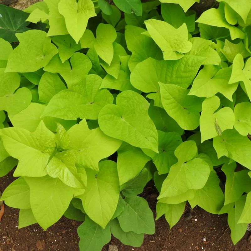 Ipomoea Trailing Lime