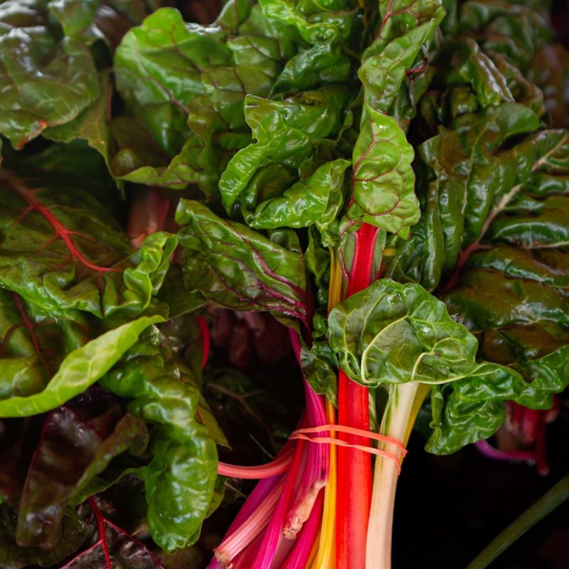 Rainbow Chard - Bright Lights Swiss Chard Rainbow Mix - Veg Plant