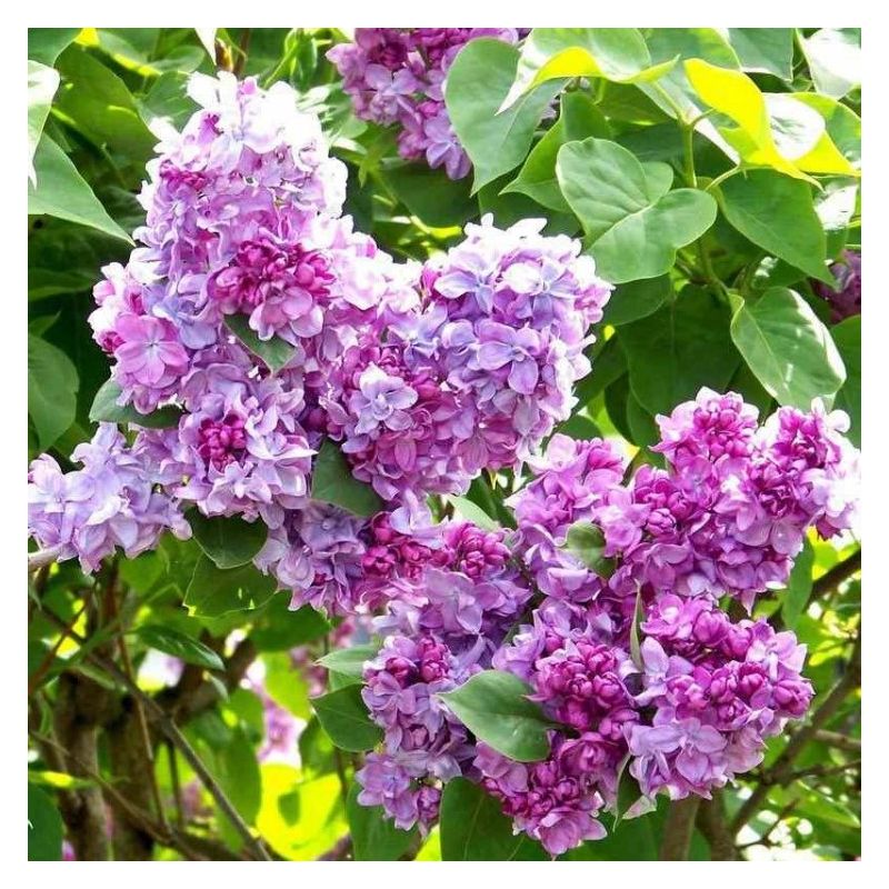 Syringa vulgaris Katherine Havemeyer