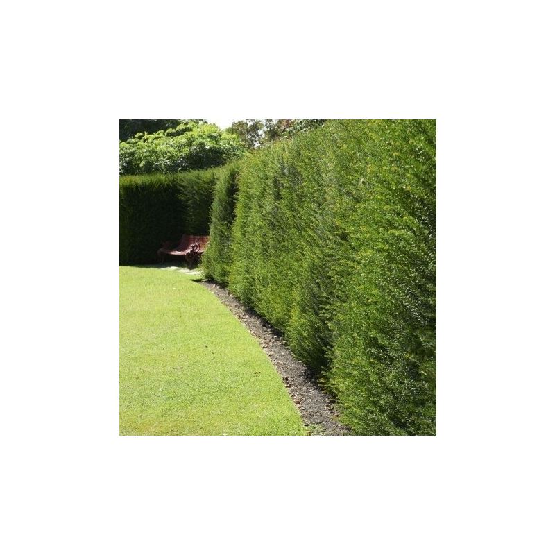 Taxus Baccata - English Yew - Pot grown bushy plants 30-40cm - Pack of Ten