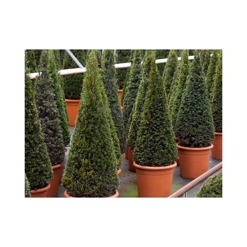 WINTER SALE - English Yew - Topiary Pyramid - Taxus baccata 'Rising ...