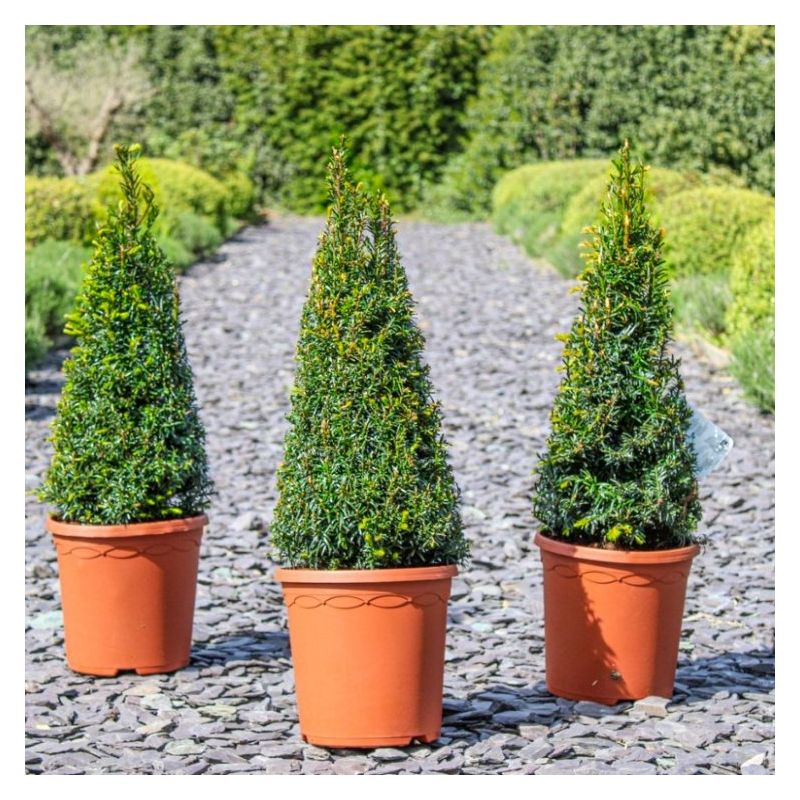 English Yew - Topiary Pyramid - Taxus baccata 'Rising Star' - circa 70 ...