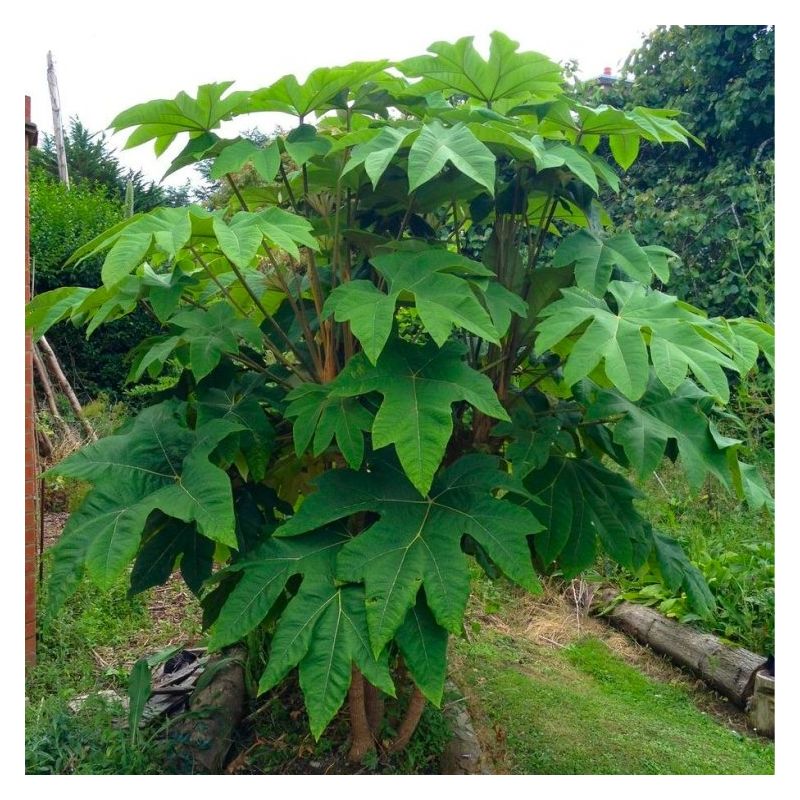 Tetrapanax papyrifer Rex - Extra Large Specimen