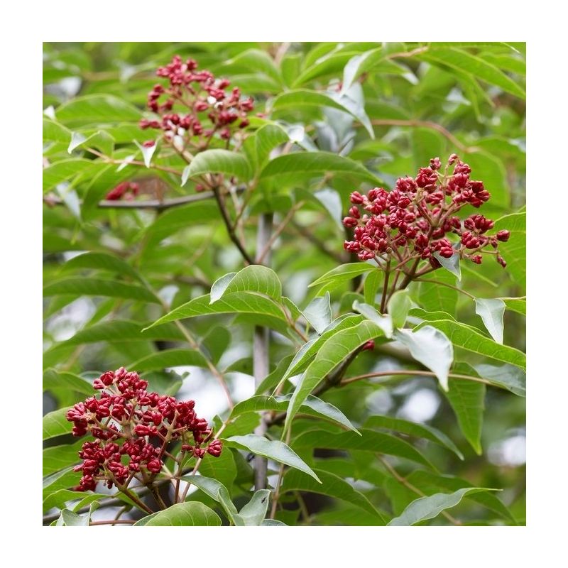 Tetradium daniellii - Bee Bee Tree - Korean Evodia