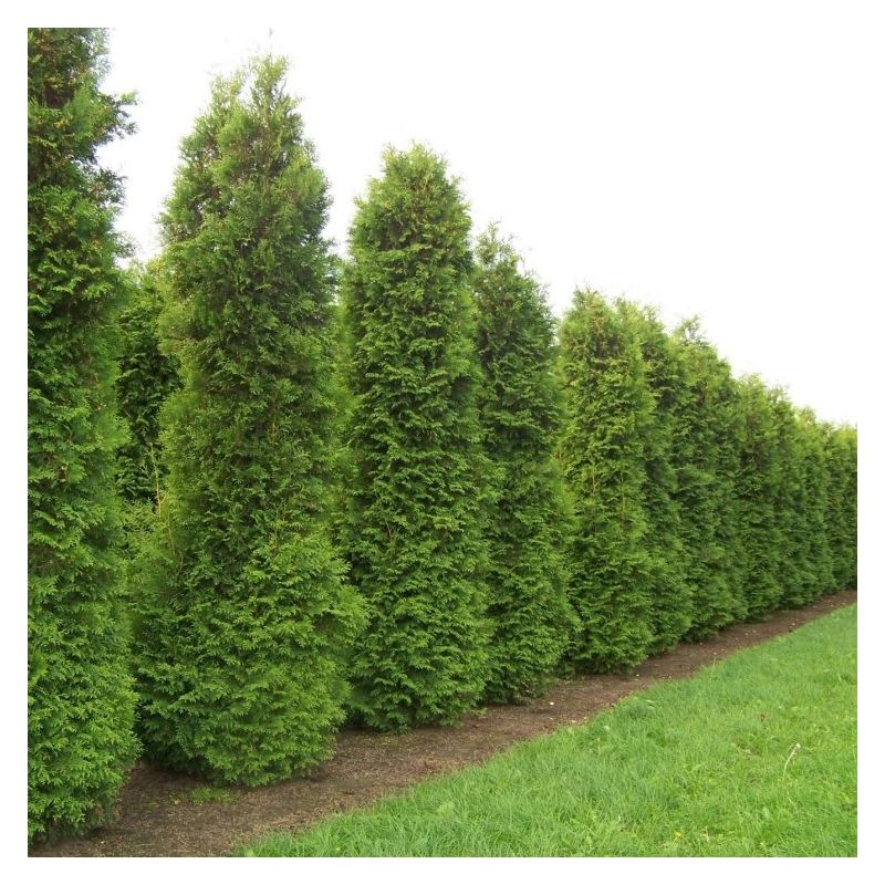 Thuja occidentalis 'Brabant' - 60-80cm Specimen or Hedging Conifers