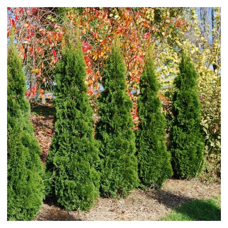 Super Bushy Thuja occidentalis 'Smaragd' - 100-120cm Specimen or ...