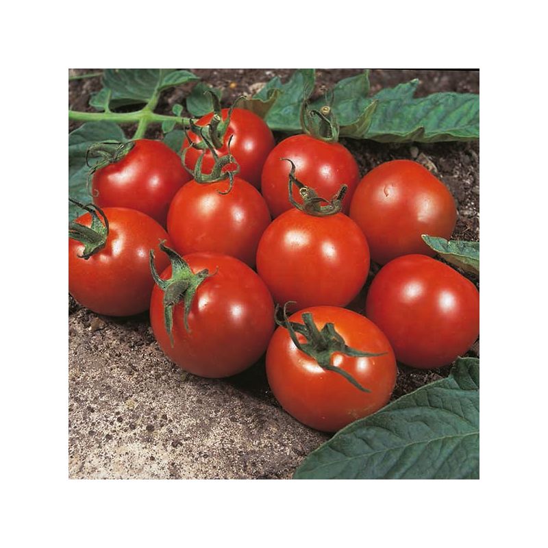 Tomato Plant 'Alicante'
