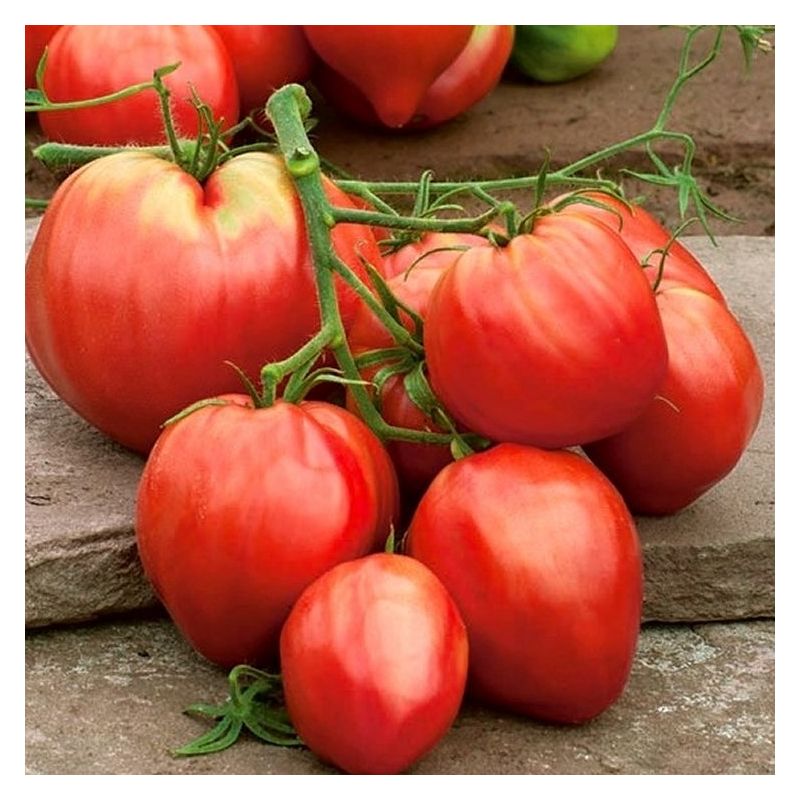 Tomato Plant Cuor di Bue (Bulls Heart)