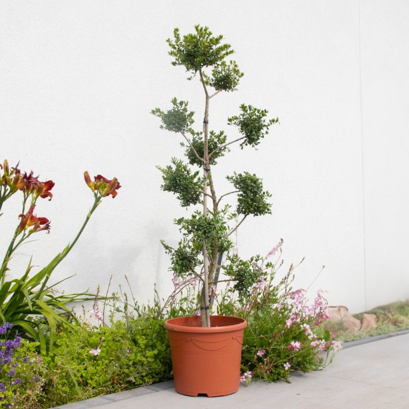 Ilex crenata - Topiary Pom Pom Cloud Tree - circa 100-120cm