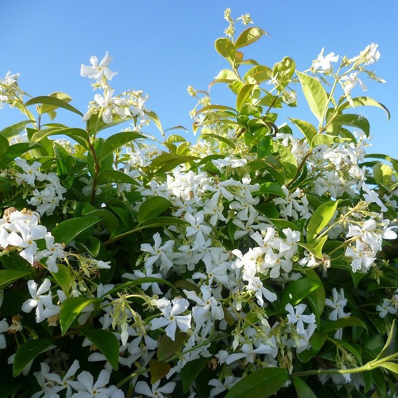 Fragrant Evergreen Star Jasmine- Trachelospermum jasminoides - 140 ...