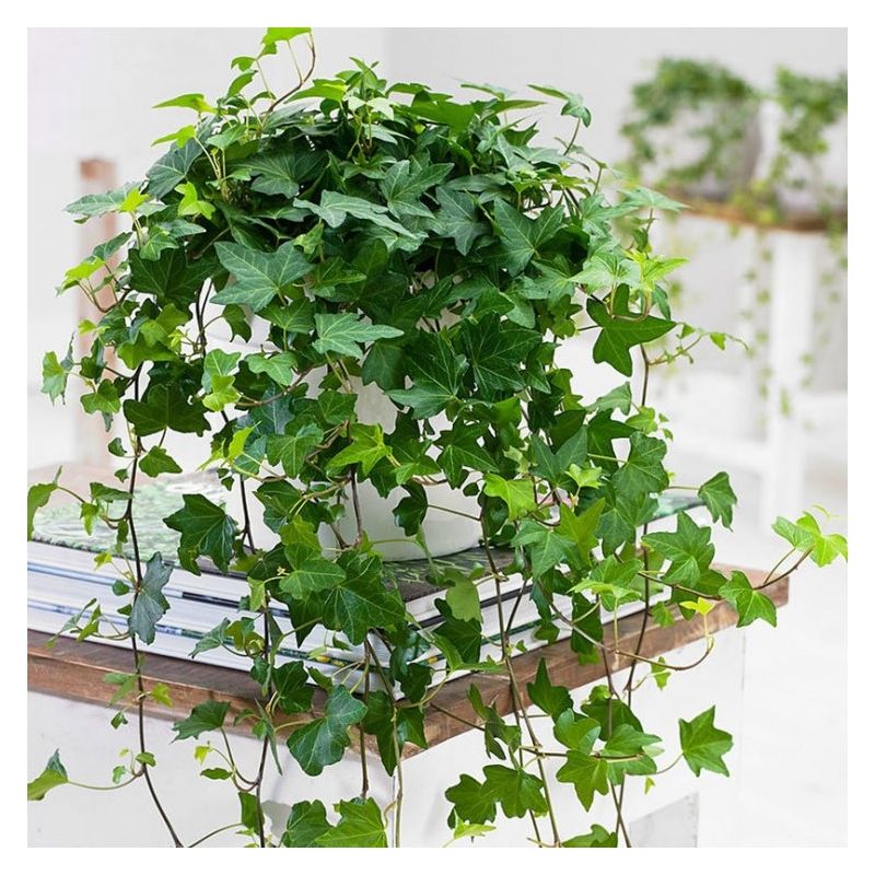 Trailing GREEN Ivy for Baskets & Planters - Pack of FIVE Hedera Plants
